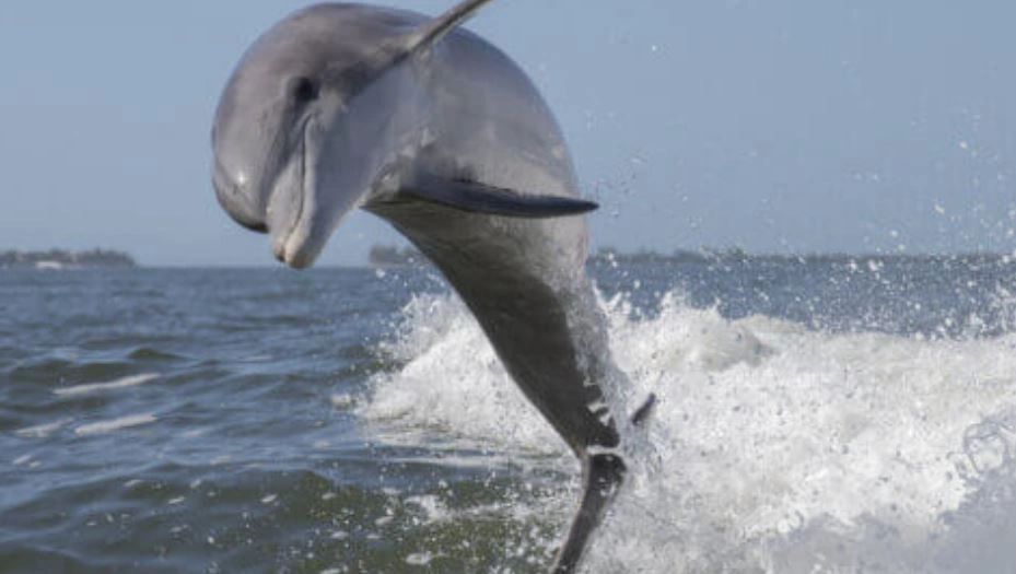 Bottlenose dolphins possess electric sixth sense Bottlenose dolphins possess electric sixth sense